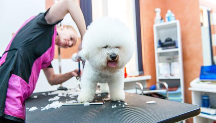 What makes a successful groomer?